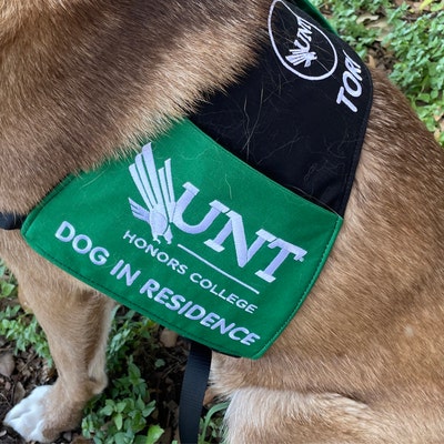 Vest adjustable Size, in Training Do Not Approach, Light Weight Sd ...