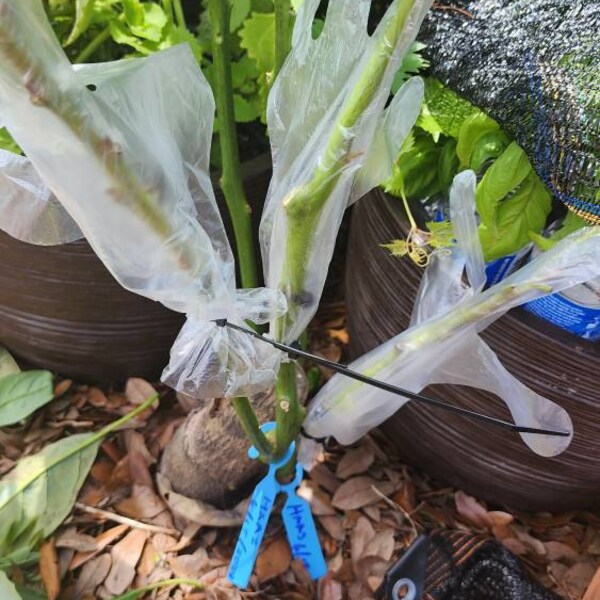 5 Rollinia Deliciosa Seeds Biriba Rollinia Mucosa Rare Tropical Fruit ...