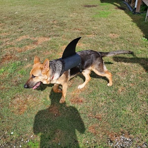 ORCA Fin for Your Large Dog Killer Whale Fin for Your Large - Etsy