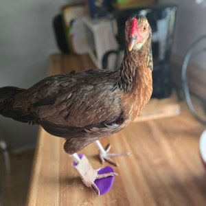 Pet Bird Splints and Spacers for Small Avian Pets Such as Parakeets - Etsy