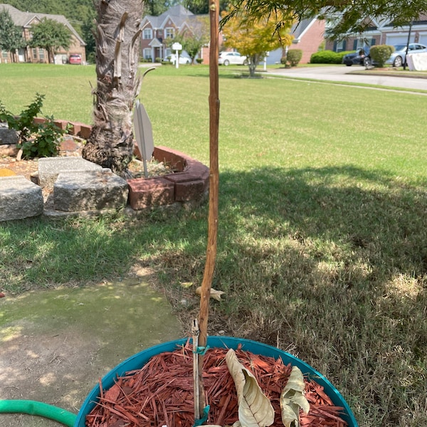 Guava, Thai White (psidium Guajava) Kimju Guava 2ft Plant Ready to ...