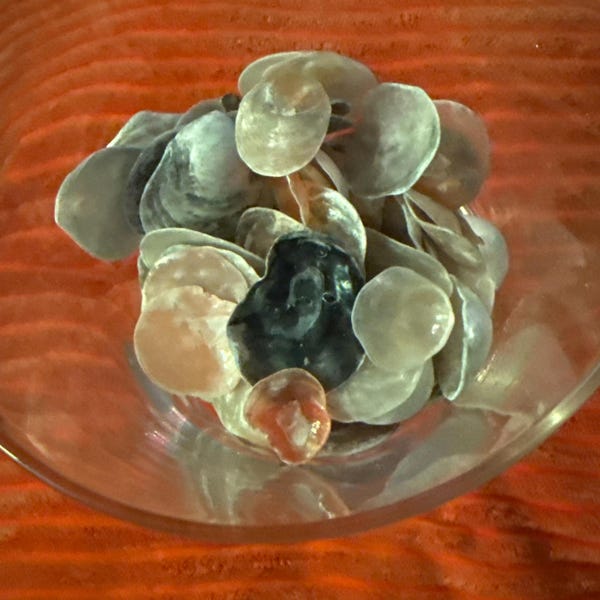 25+ Jingle Shells, Sea Shells, Florida Sea Shells, Sanibel Sea Shells ...