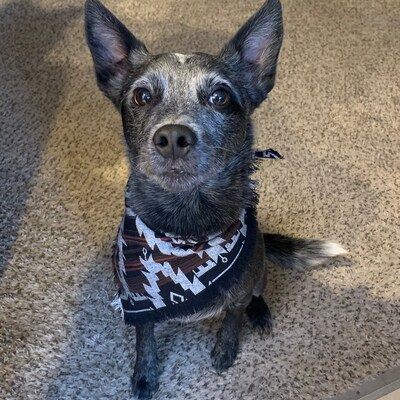 Curriculum Maps for Homeschooling Pre-k-10th Visual Lesson Planning ...