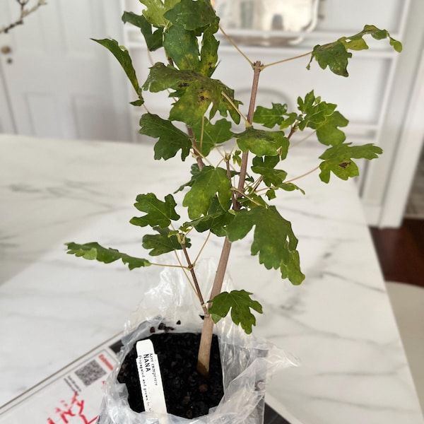 Ginkgo Biloba 'gnome' - Dwarf Ginkgo Tree - Live Plant - 8" Tall - 1 ...