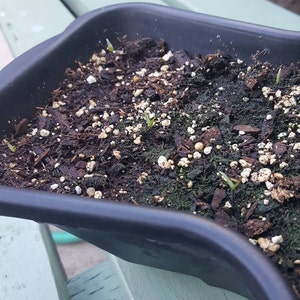 Sunset Peach CGN 21500 Hot Pepper Premium Seed Packet More - Etsy