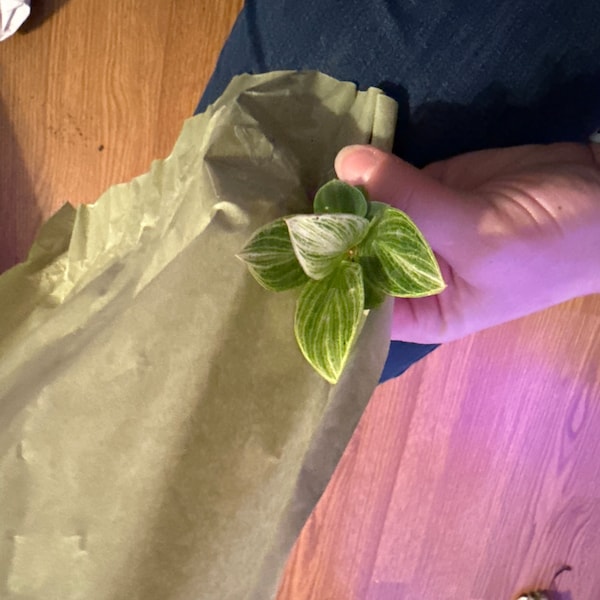 Philodendron Birkin Galaxy Starter Plant (ALL STARTER PLANTS Require ...