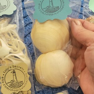 Paper Fig Shell 5 1 Piece - Etsy