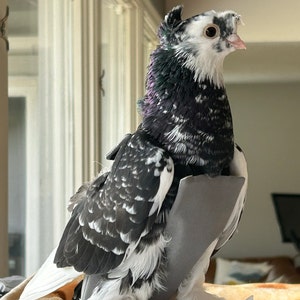 Leashes for Chicken / Duck Diapers - Etsy