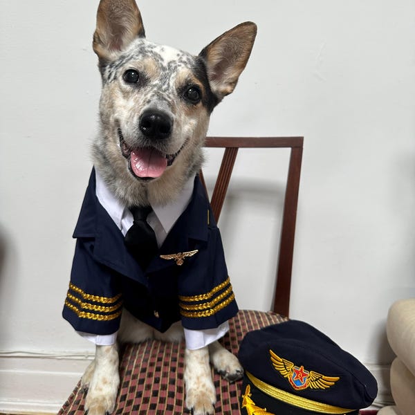 Custom Made Dog Cat Pet Pilot Captain Aviator Uniform Blazer Coat and ...
