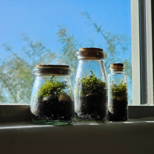 3 Jar DIY Terrarium Kit, Live Moss, Glass Bottles, Cork Lids, Birthday ...
