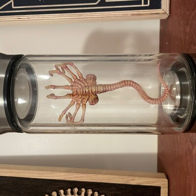1:6 Scale Alien Egg Facehugger Embryo Xenomorph Egg 1/6 Scale - Etsy