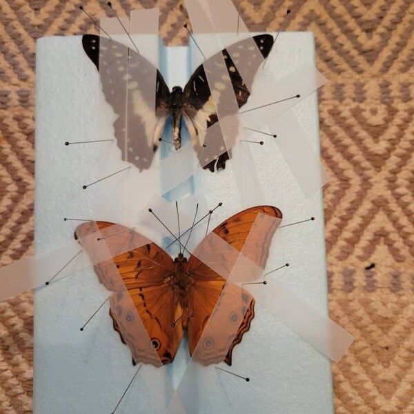 Complete Butterfly Mounting Kit With Spreading Board, PRESERVED ...