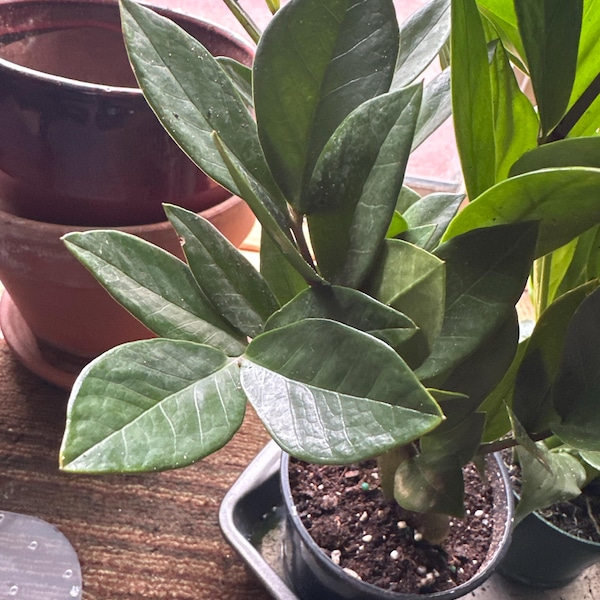 Green Zz Plant - Zamioculcas Zamiifolia Plant in a Pot - Rare Indoor ...