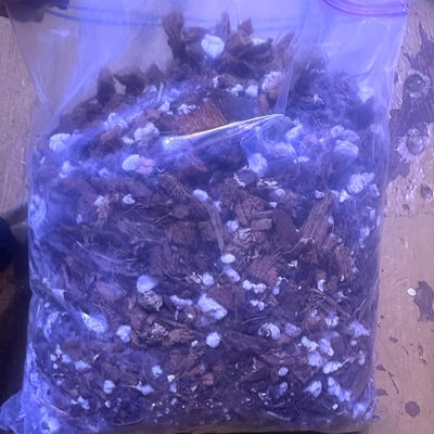 Akadama Substrate for Aroids, Terrariums, Bonsai, Cuttings 16oz - Etsy