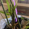 Angel Mist Bamboo - Dendrocalamus Minor 'amoenus' **NON-INVASIVE ...