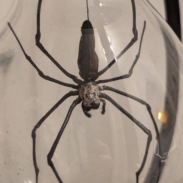 Personalized-mortician's-double-id Toe Tags in Display Frame, Oddity ...