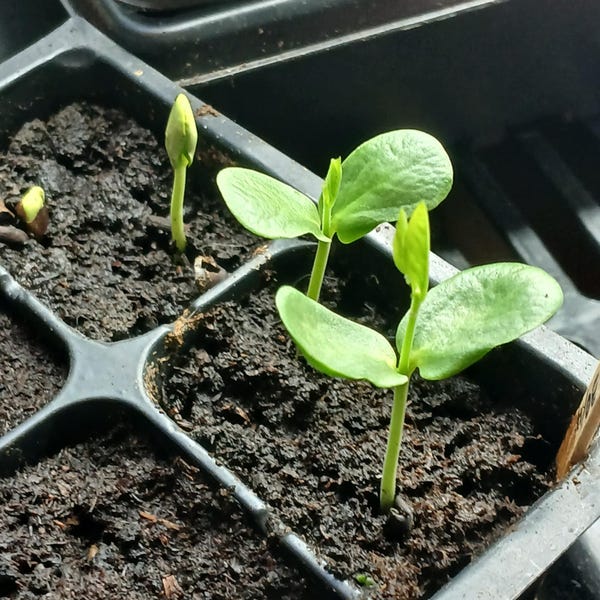 Exotic Butterfly Pea - Blue Tea Pea / Asian Pigeonwings / Blue Pigeon ...