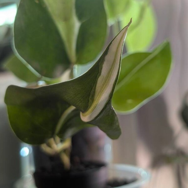 Hoya Cv. Chouke Full & Trailing Live Plant in 4 Hanging Basket - Etsy