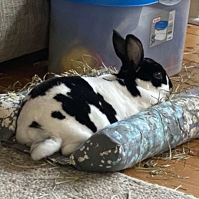 Bunny Snug Bed - Etsy