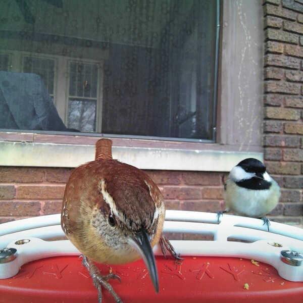 Deluxe Double Perch Add-on With Screw Mounts for Suet Ball & Bird Buddy ...
