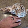 Medium Hebrew Cone Seashells Conus Ebraeus 5 Shells Approx. 1 Inches ...
