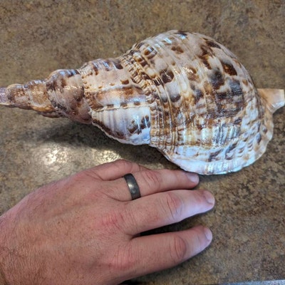 Cloth of Gold Cone Seashell Conus Textile 1 Shell Approx. 2.5 Inches ...