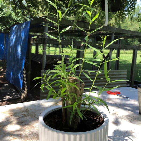 5 Globe Willow Tree Starts: Fast Growing Shade & Windbreak - Etsy