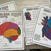 Human Brain Anatomy Printable Activity, Brain Puzzle, Brain Parts ...