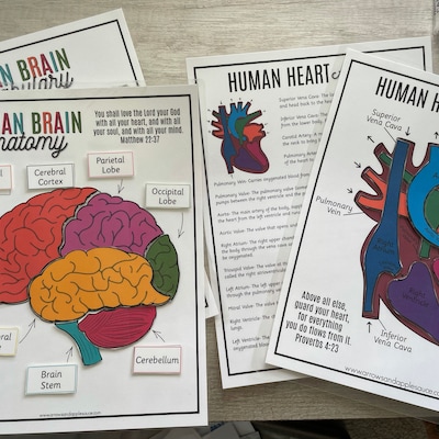 Human Brain Anatomy Printable Activity, Brain Puzzle, Brain Parts ...