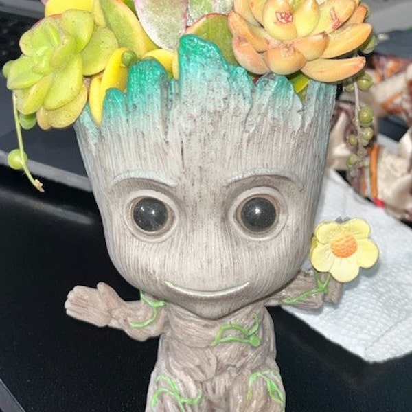 Crassula Ovata Botany Bay Bonsai Tree Jade Plant Feng Shui Plant Over ...