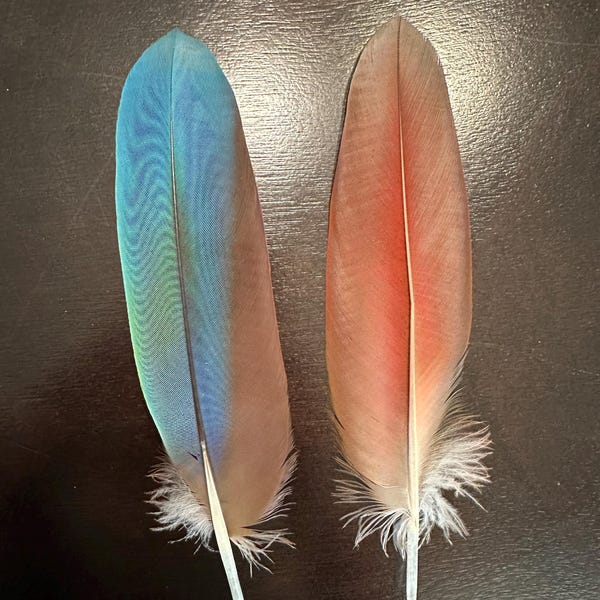2 Matched Pairs Macaw Wing Feathers, Large Blue Parrot Feathers ...
