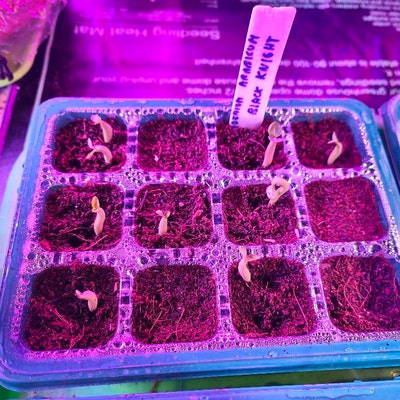 Adenium Obesum identified by Color 1,100 seeds 24 Types - Etsy