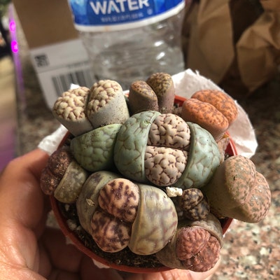 Haworthia Obtusa Rare Succulent Alien Eggs Clear Succulent - Etsy