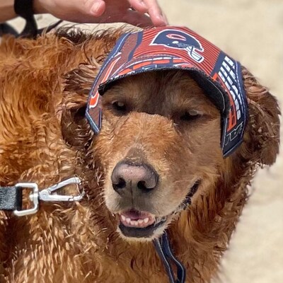 Dog Hat Chicago Bears Sports Fabric - Etsy