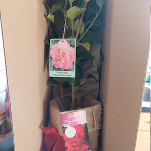 Happy Retirement Rose Bush Gift Wrapped Help A Colleague or - Etsy UK