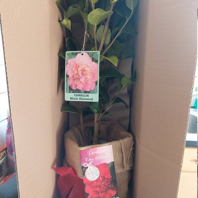 Happy Retirement Rose Bush Gift Wrapped Help A Colleague or - Etsy UK