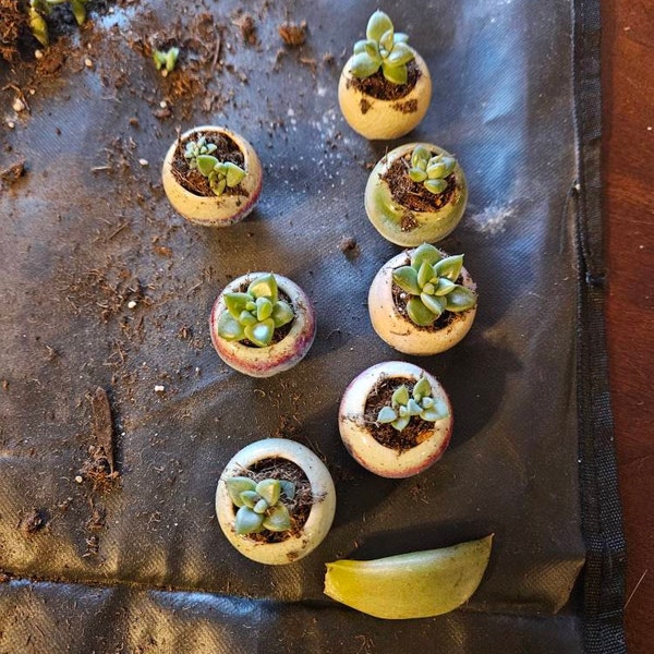 Cute Mini Succulent Planters Handmade Pottery Gift for Mom, Unique ...