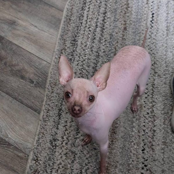 Hairless Pet Shampoo & Conditioner Set | Natural Sphynx Cat Shampoo ...