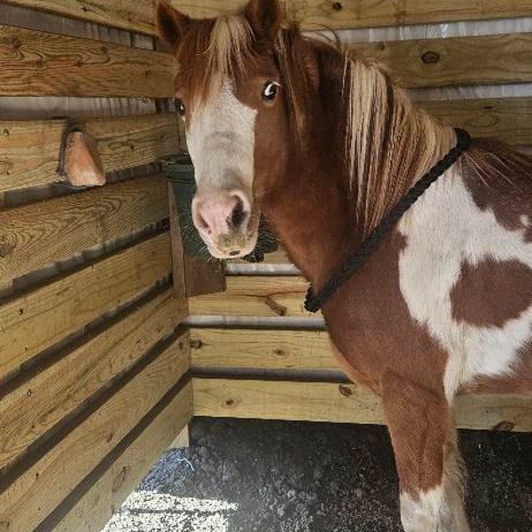 Saddle Grab Strap | Black Biothane | Balance Strap | Horse Riding ...