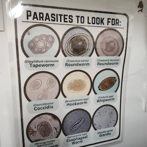 Intestinal Parasite Fecal Guide - Veterinary Poster - Etsy
