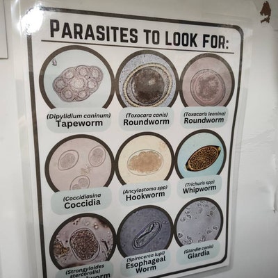 Intestinal Parasite Fecal Guide Veterinary Poster - Etsy
