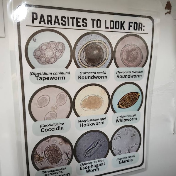 Veterinary Parasite Poster – Fecal Microscopy Reference Chart for Vet ...