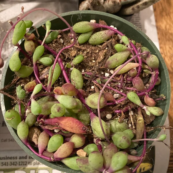String of Little Pickles, Othonna Capensis ‘ruby Necklace’ in 2 Inches ...