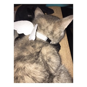 Angel Cat Collar/ Angel Wing Cat Costume''whitecolor - Etsy
