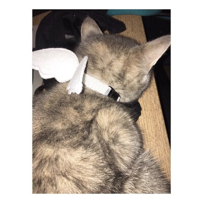 Angel Cat Collar/ Angel Wing Cat Costume''whitecolor - Etsy