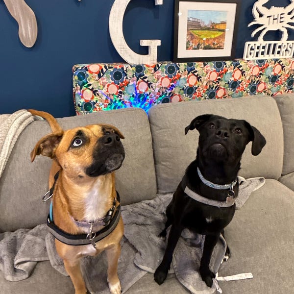 Keychain, Key Fob, Llama Keychain, Llama Key Fob, Animal Key Fob ...