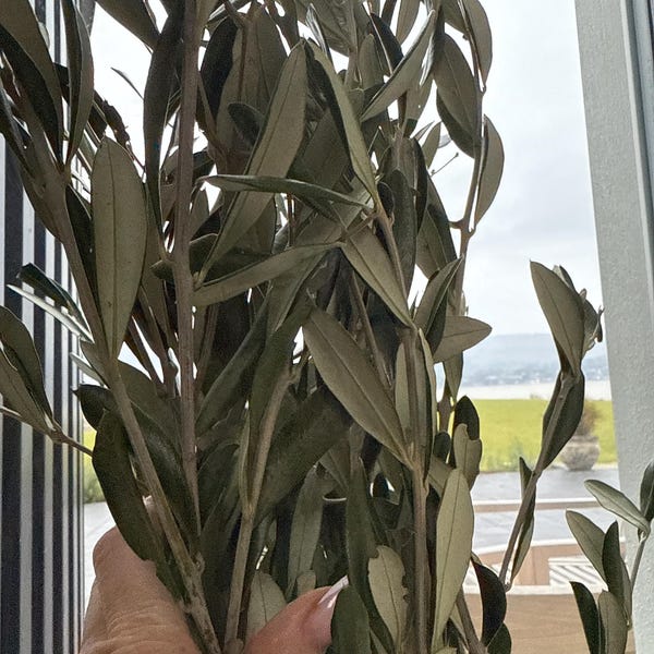 Fresh Olive Stems | Natural Olive Branches - Etsy UK