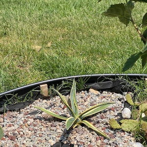 Zone 8 Plant, XL Agave Americana 'marginata' Variegated Century Plant ...