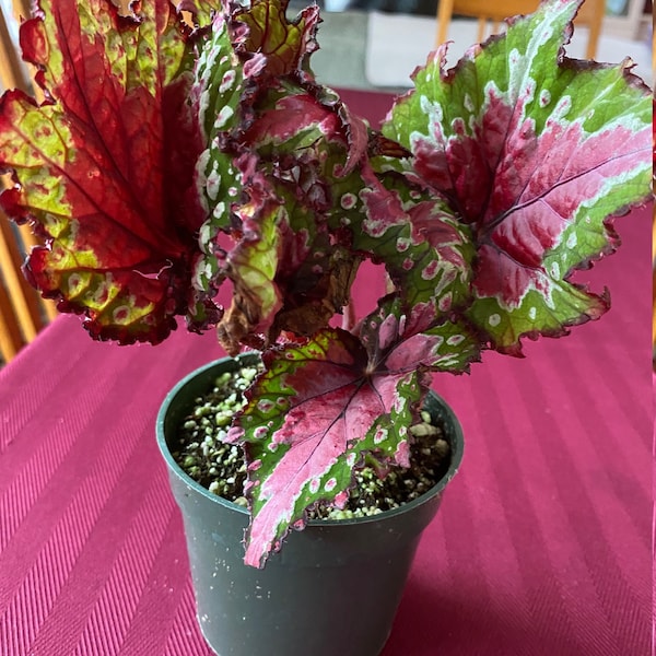 Rex Begonia 'festive Red & Green' - Etsy