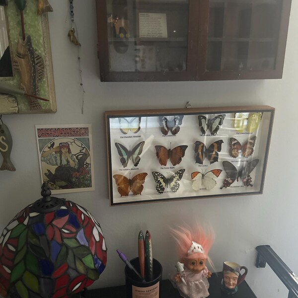 Set Mix Beetle Real Insect Taxidermy Entomology Wood Box Display Home ...